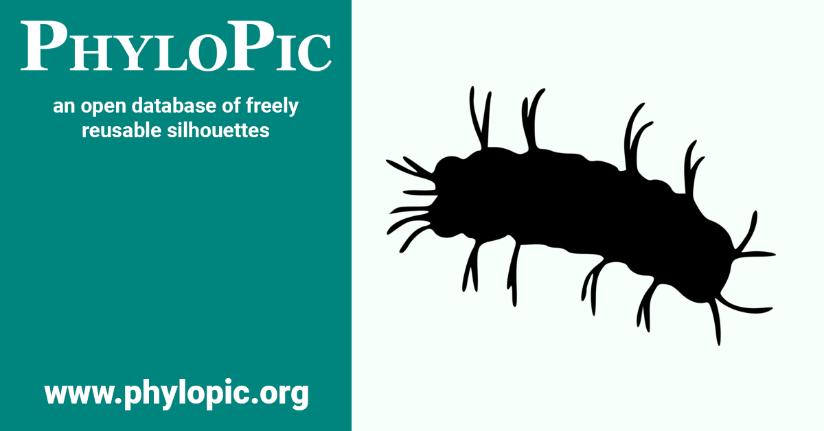 Limnognathia maerski by Thea F. Rogers (CC BY 4.0) - PhyloPic