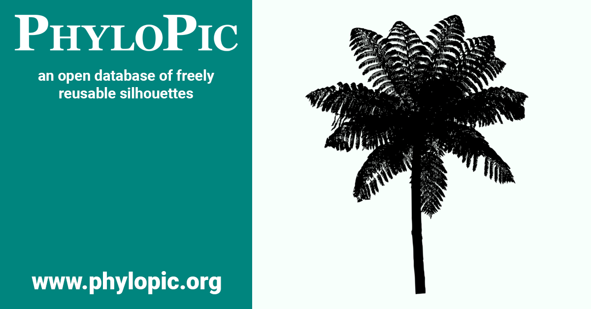 Cyathea - PhyloPic