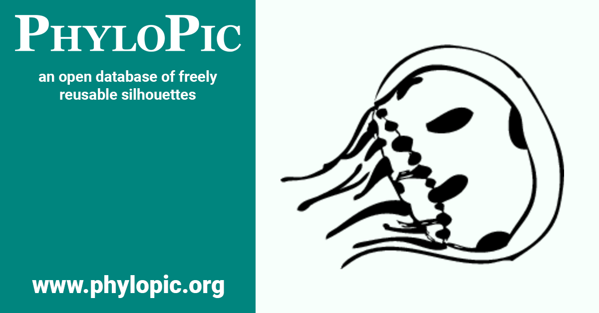 Clytia hemisphaerica by Joseph Ryan, photo by Patrick Steinmetz (CC BY ...