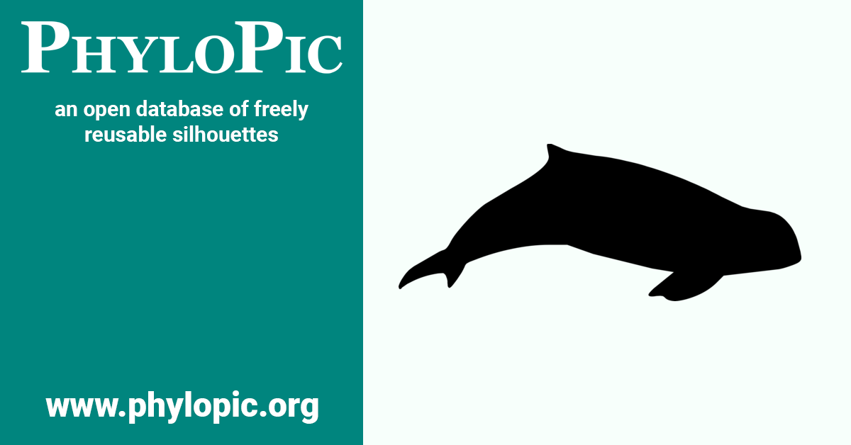 Orcaella brevirostris by Chris huh (CC BY-SA 3.0) - PhyloPic