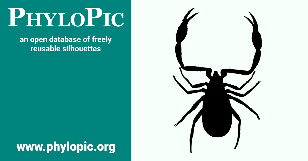 Chelifer cancroides (CC0 1.0) - PhyloPic