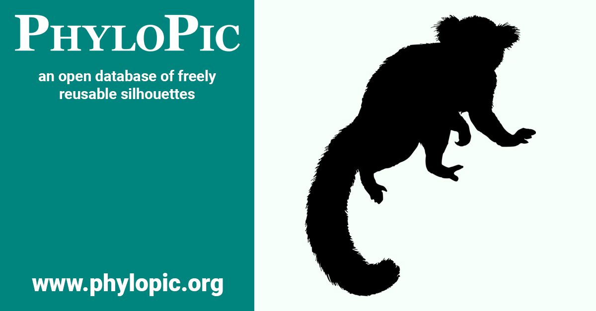 Callithrix jacchus by Yan Wong from drawing by T. F. Zimmermann (CC0 1. ...