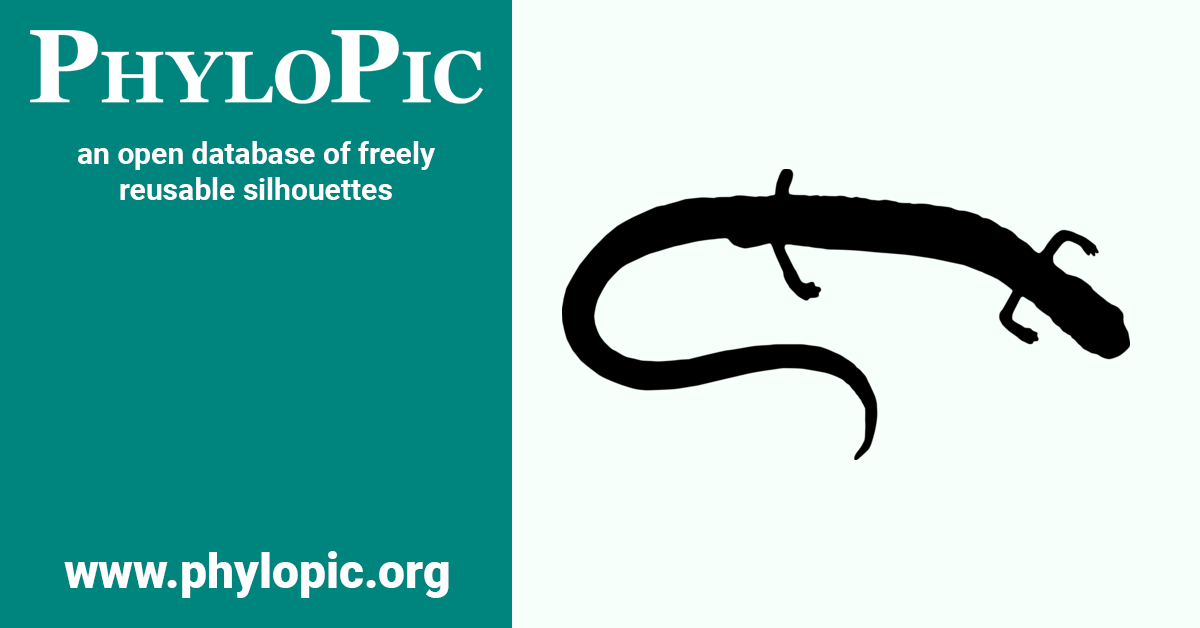 Thorius narisovalis by Jose Carlos Arenas-Monroy (CC0 1.0) - PhyloPic