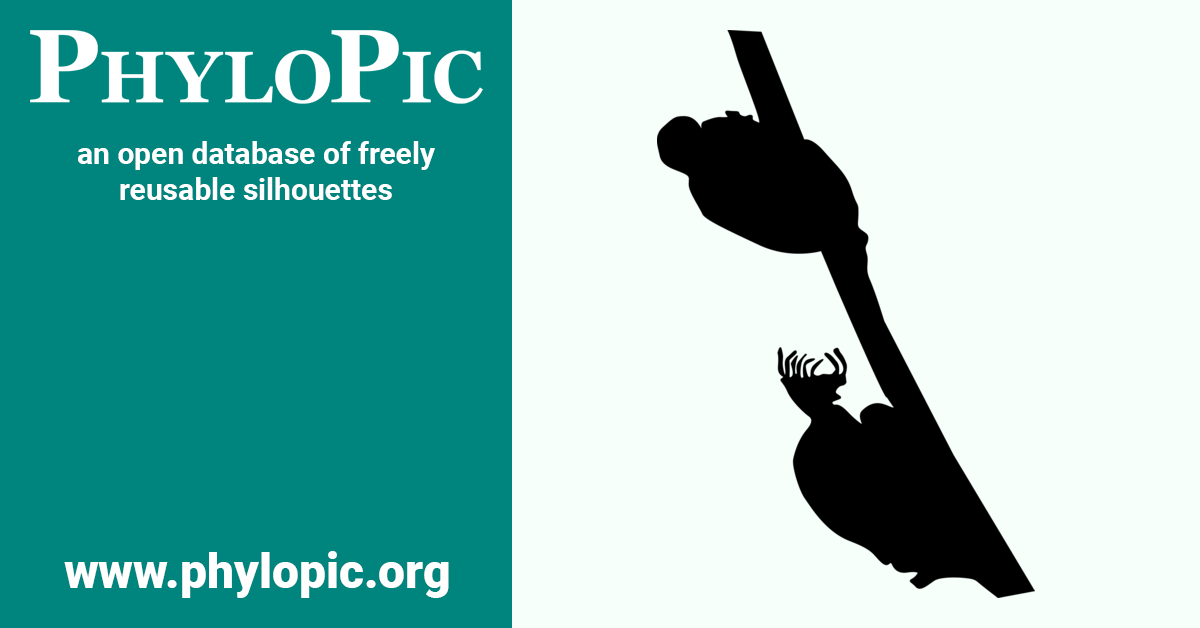 Symbion pandora by Mali'o Kodis, photograph by P. Funch and R.M ...