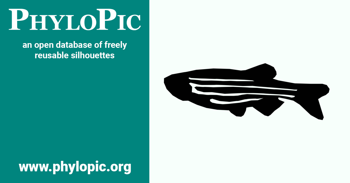 Danio rerio by Jake Warner (CC0 1.0) - PhyloPic