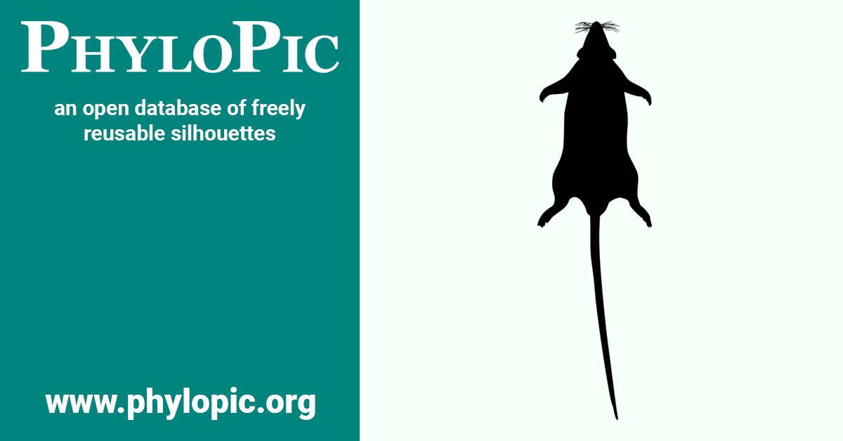 Rattus norvegicus (CC0 1.0) - PhyloPic