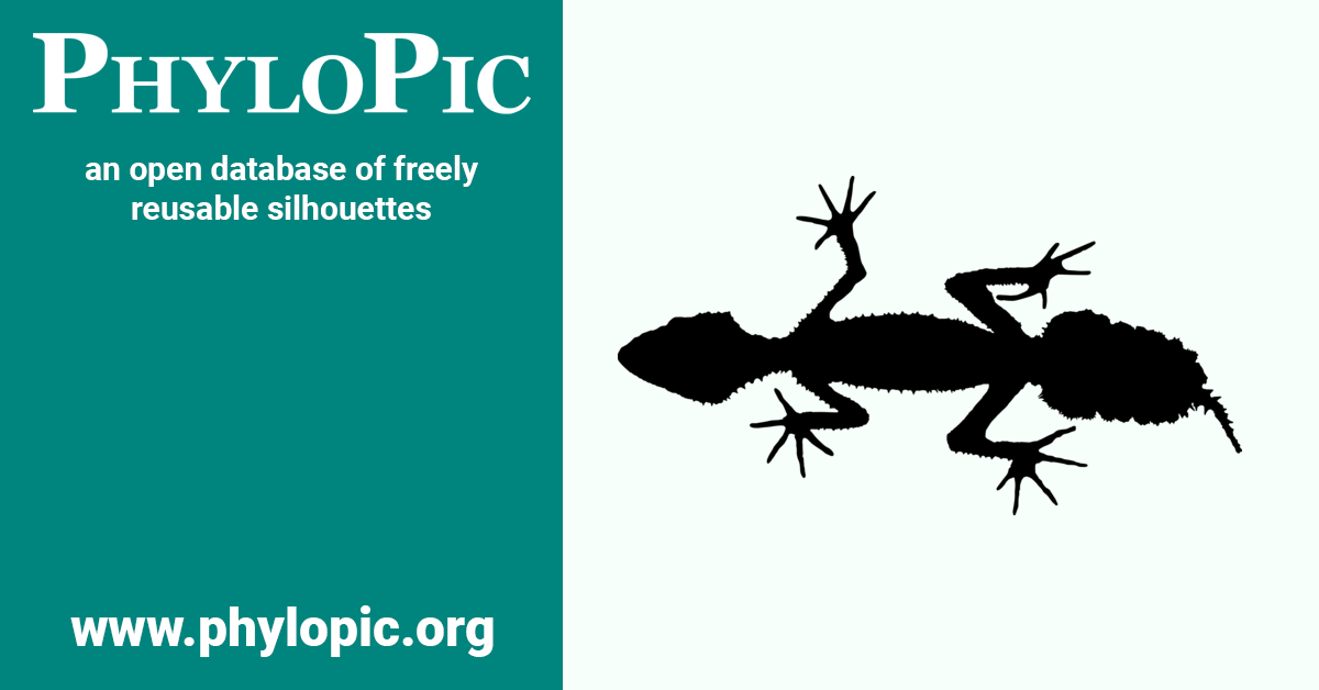 Saltuarius swaini by Jose Carlos Arenas-Monroy (CC0 1.0) - PhyloPic