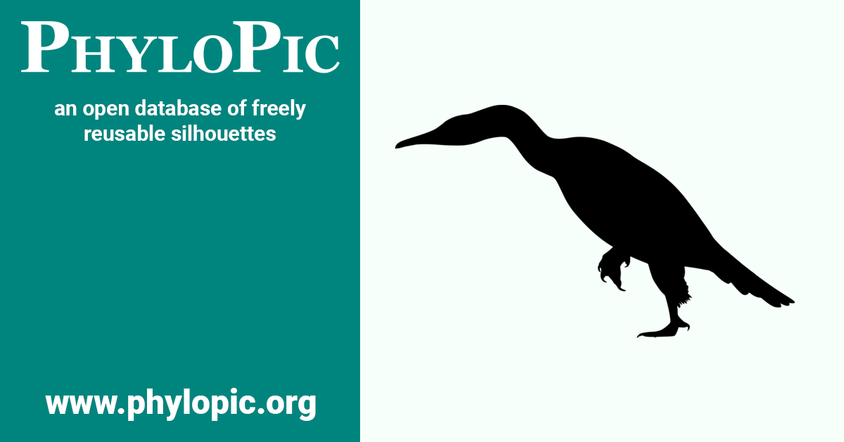 Baptornis advenus by Scott Reid (CC BY 3.0) - PhyloPic