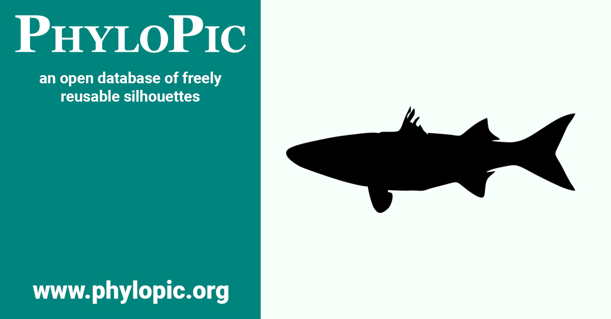 Chelon ramada by Lafage (CC BY 3.0) - PhyloPic