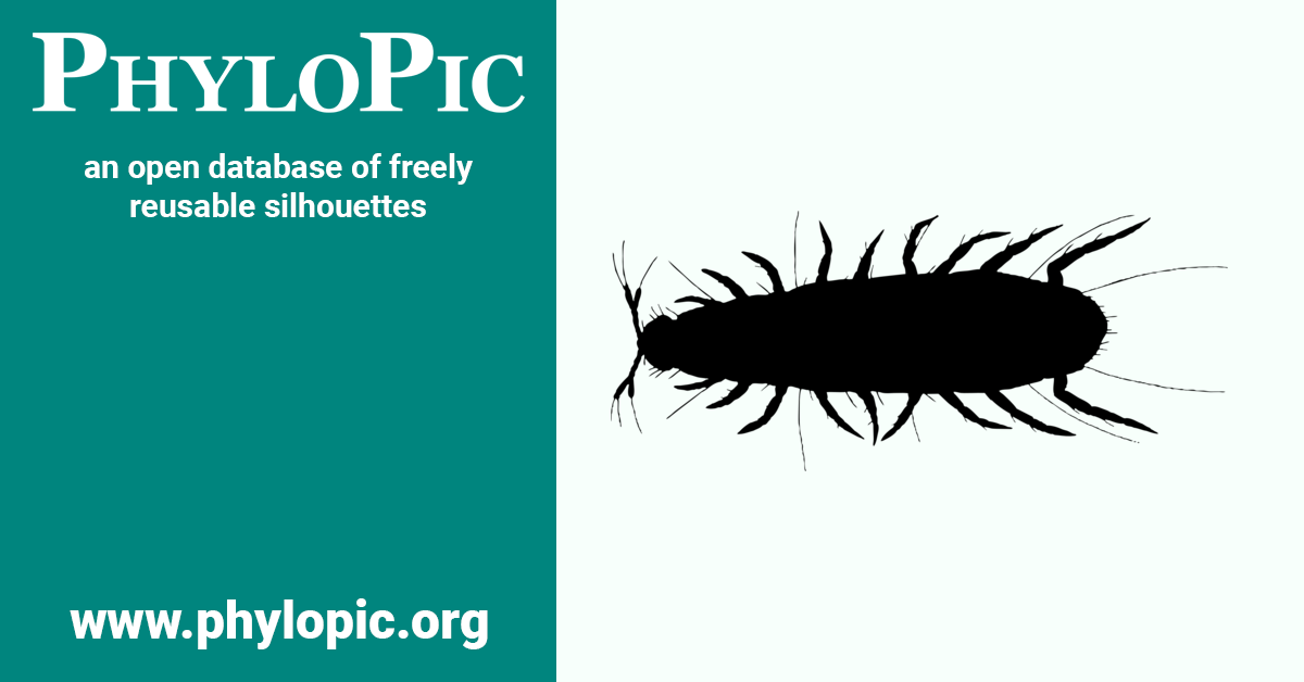 Pauropus - PhyloPic