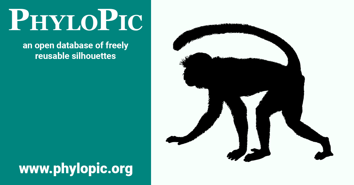 Cercopithecidae - PhyloPic