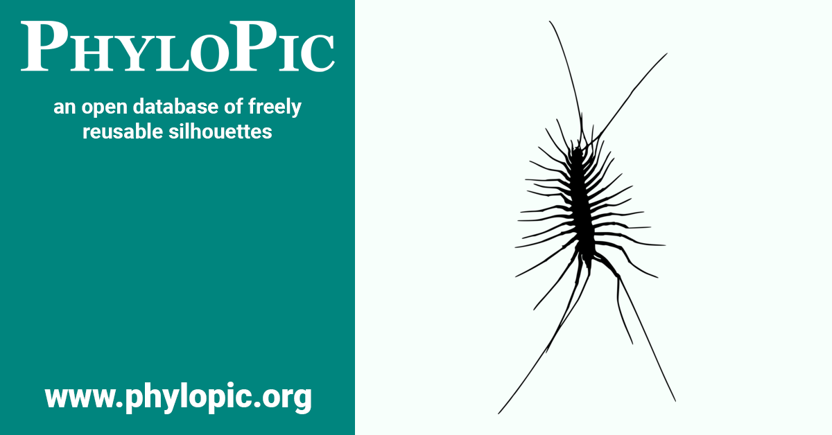 Scutigera coleoptrata (CC0 1.0) - PhyloPic
