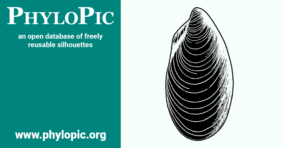 Mytiloides labiatus by kreidefossilien.de (CC0 1.0) - PhyloPic