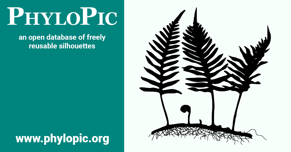 Polypodium vulgare (CC0 1.0) - PhyloPic
