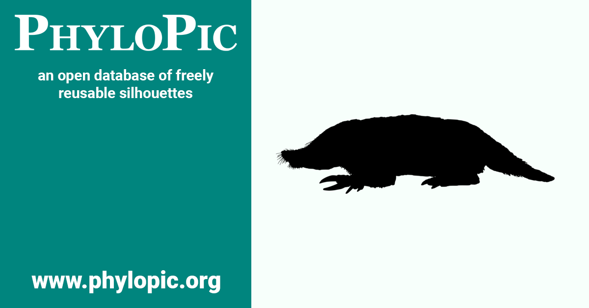 Necrolestes patagonensis (CC0 1.0) - PhyloPic