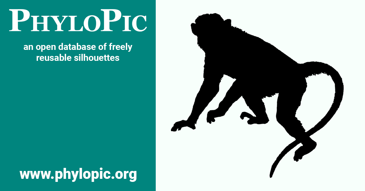 Macaca mulatta (PDM 1.0) - PhyloPic