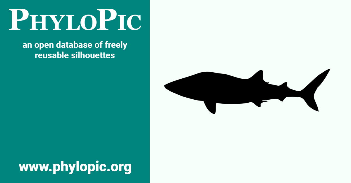 Rhincodon typus - PhyloPic