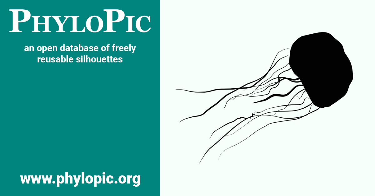 Scyphozoa by Michelle Site (CC BY-NC 3.0) - PhyloPic