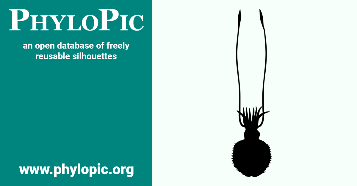 Chtenopteryx sicula (CC0 1.0) - PhyloPic