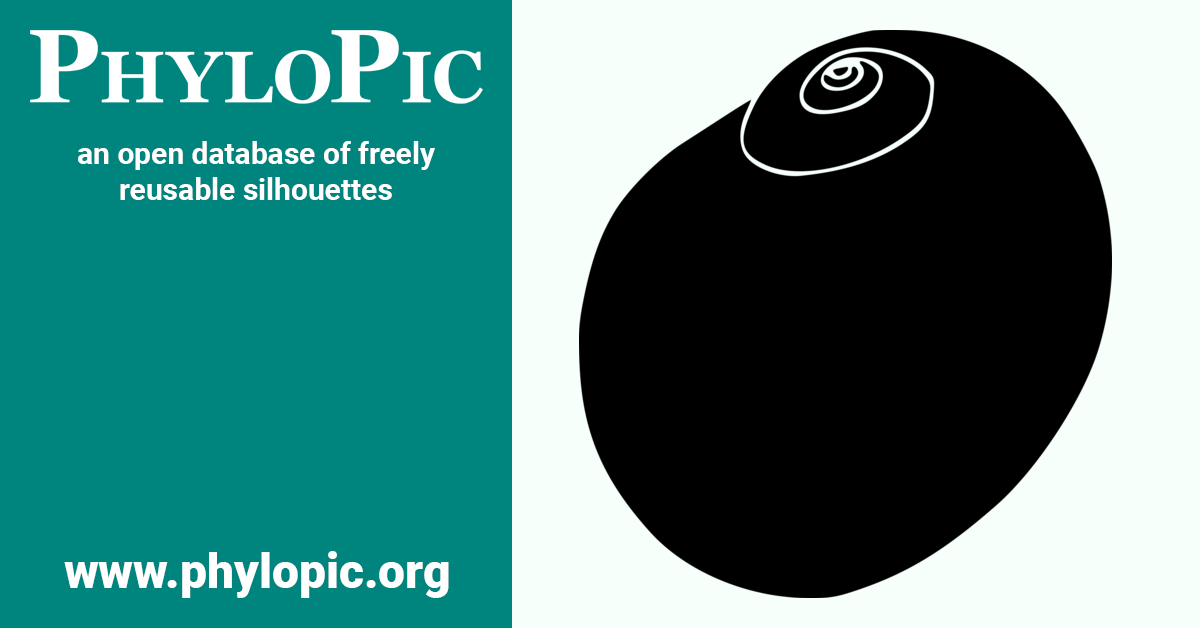 Cernina fluctuata (PDM 1.0) - PhyloPic