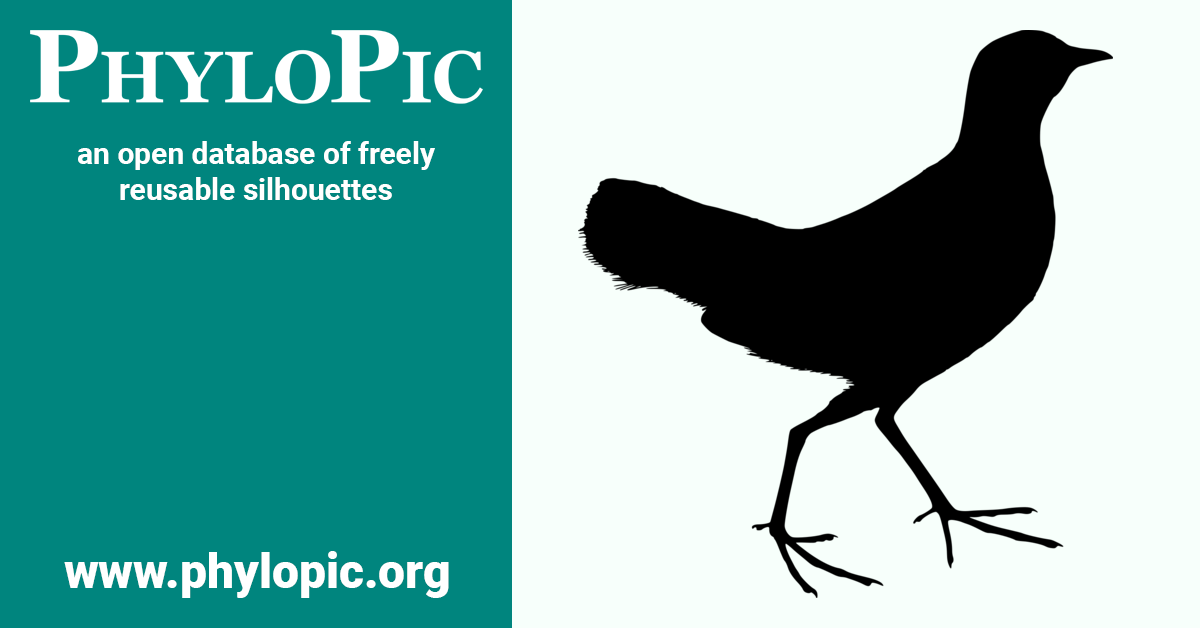 Sarothrura rufa rufa by Andrew Smith (original) (PDM 1.0) - PhyloPic