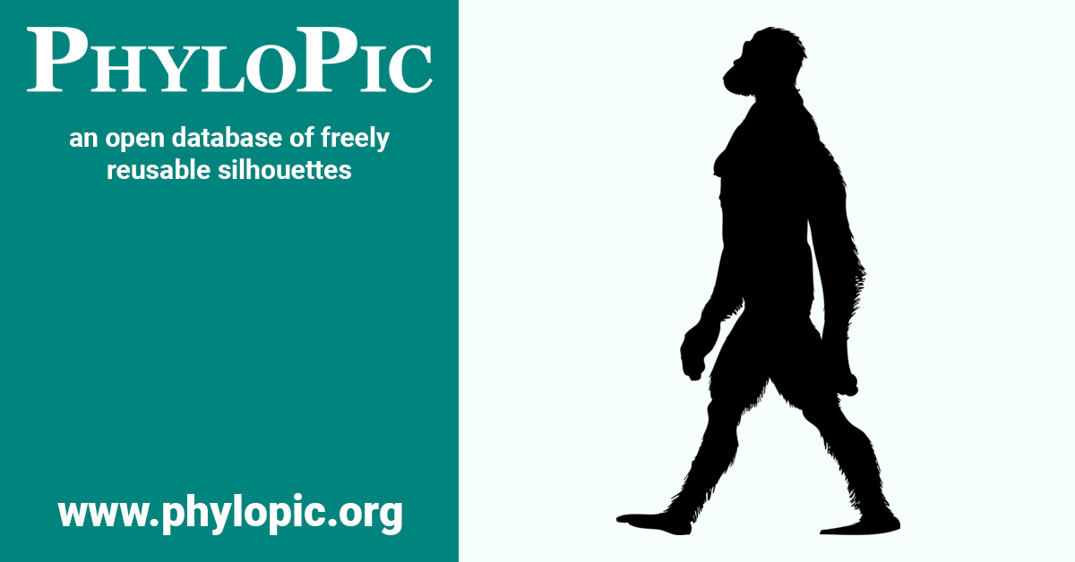 Homo - PhyloPic