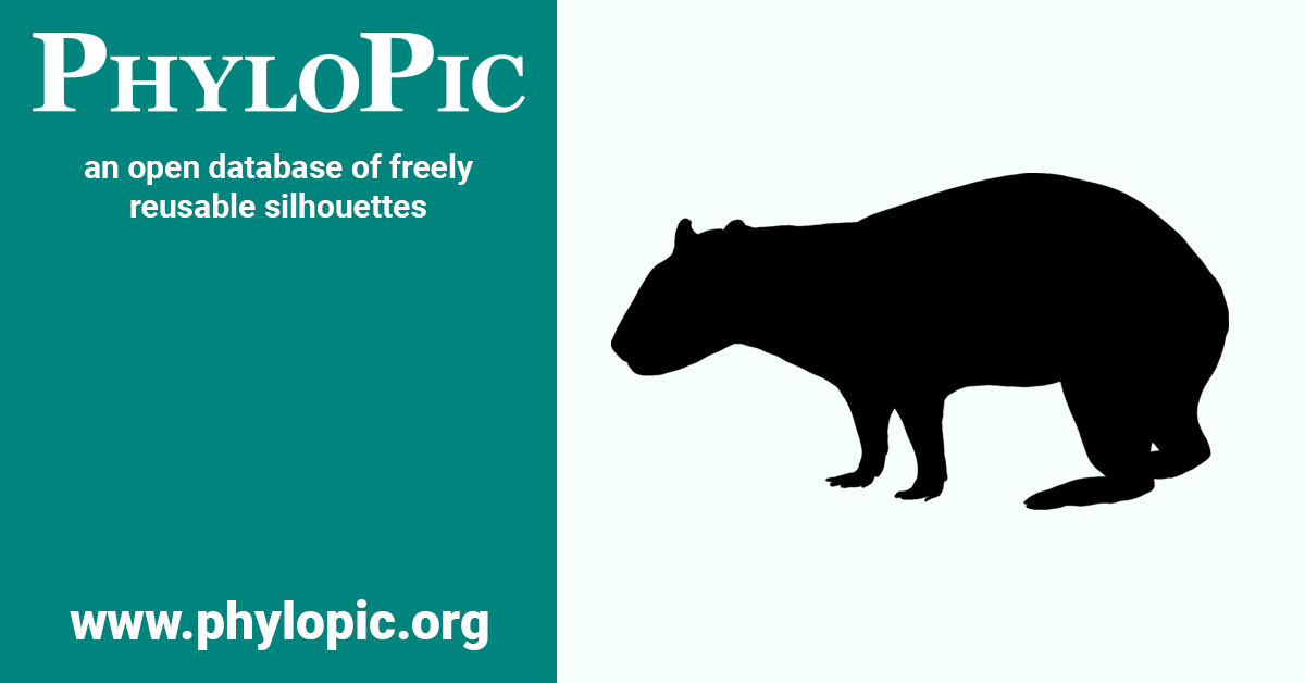 Cuniculus paca by Gabriela Palomo-Munoz (CC BY-NC 3.0) - PhyloPic