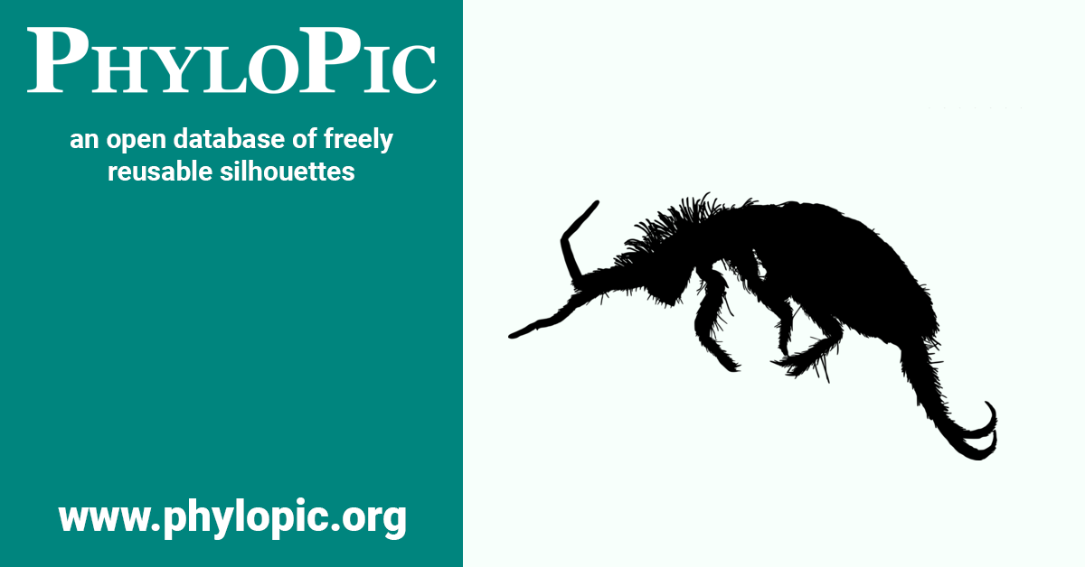 Collembola - PhyloPic
