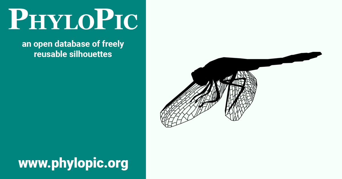 Anisoptera - PhyloPic