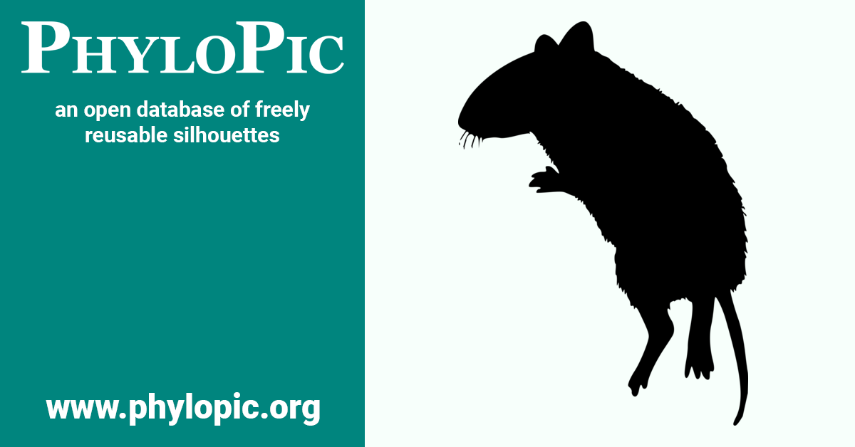 Myomorpha - PhyloPic