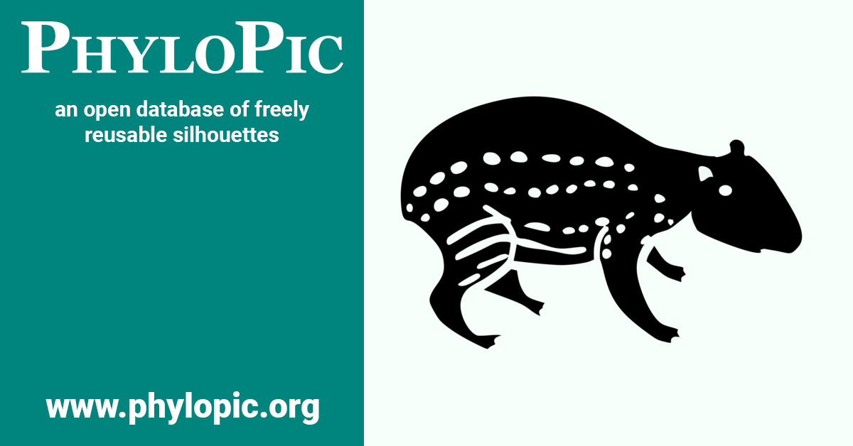 Cuniculus paca by Daniele C. Barcelos, modified from Ana María Lora ...