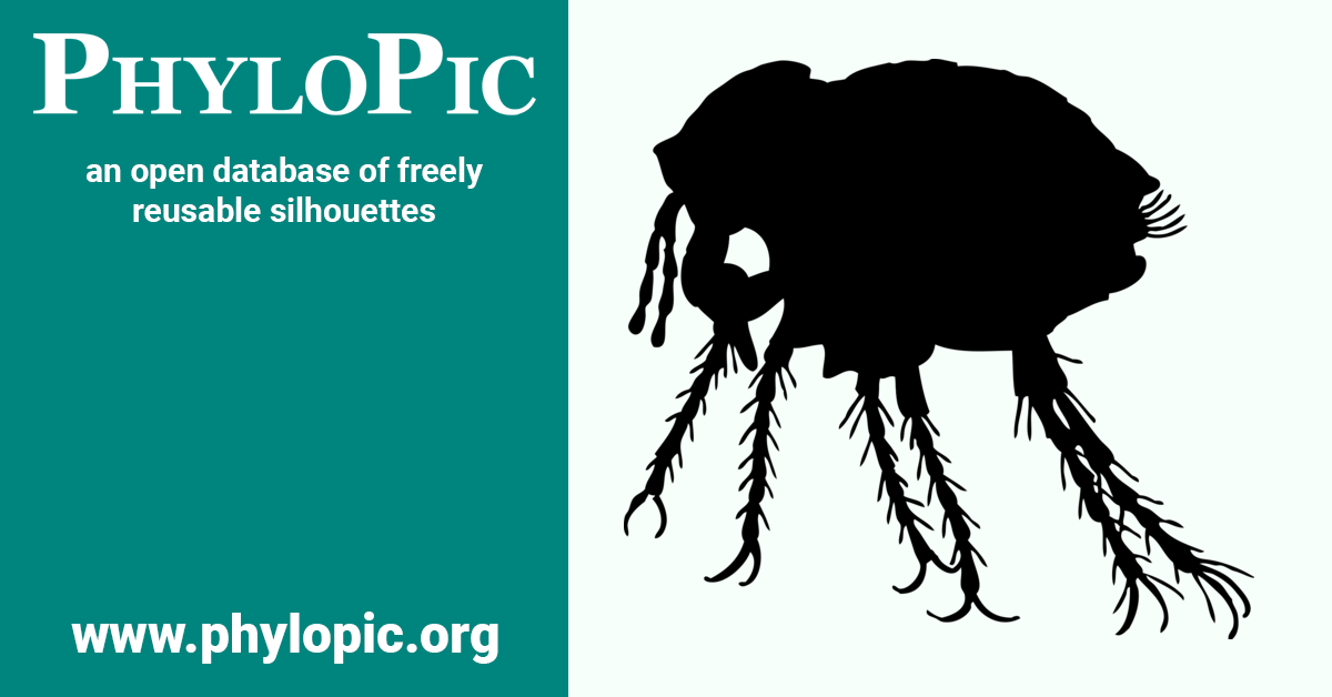 Siphonaptera - PhyloPic