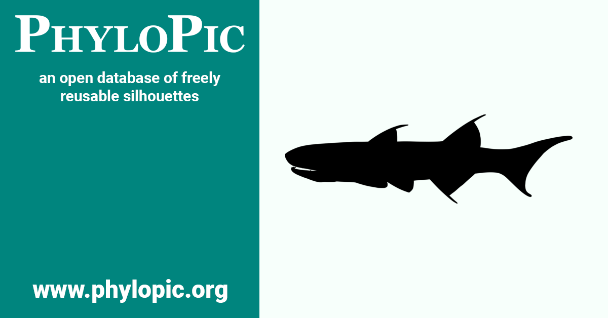 Ischnacanthus gracilis (CC0 1.0) - PhyloPic