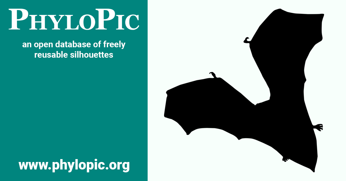 Pipistrellus pipistrellus by Margot Michaud (CC0 1.0) - PhyloPic