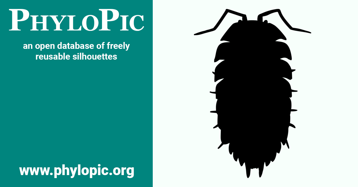 Oniscus asellus (CC0 1.0) - PhyloPic