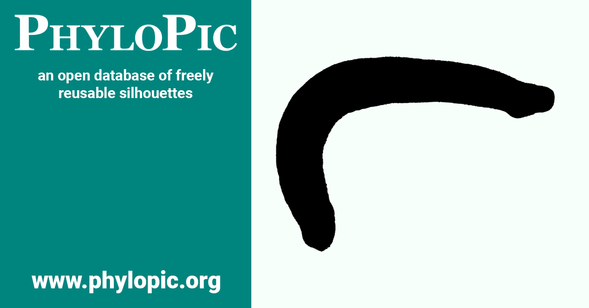 Solenogastres by Noah Schlottman, photo by Casey Dunn (CC BY-SA 3.0 ...