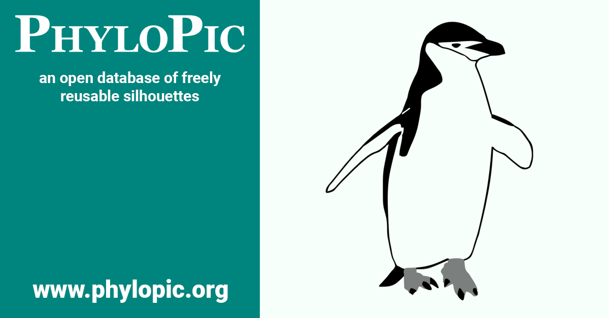 Pygoscelis antarcticus - PhyloPic