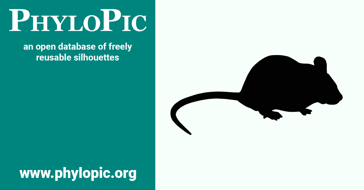 Mus musculus by Ben Murrell (CC0 1.0) - PhyloPic