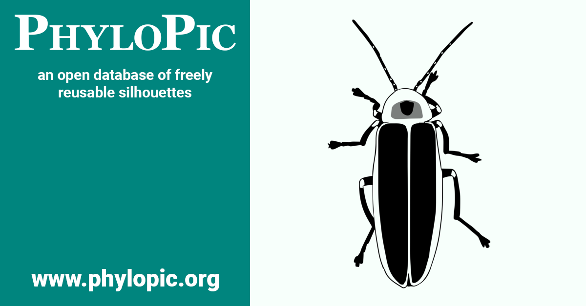 Photinus pyralis by Edwin Price (CC0 1.0) - PhyloPic