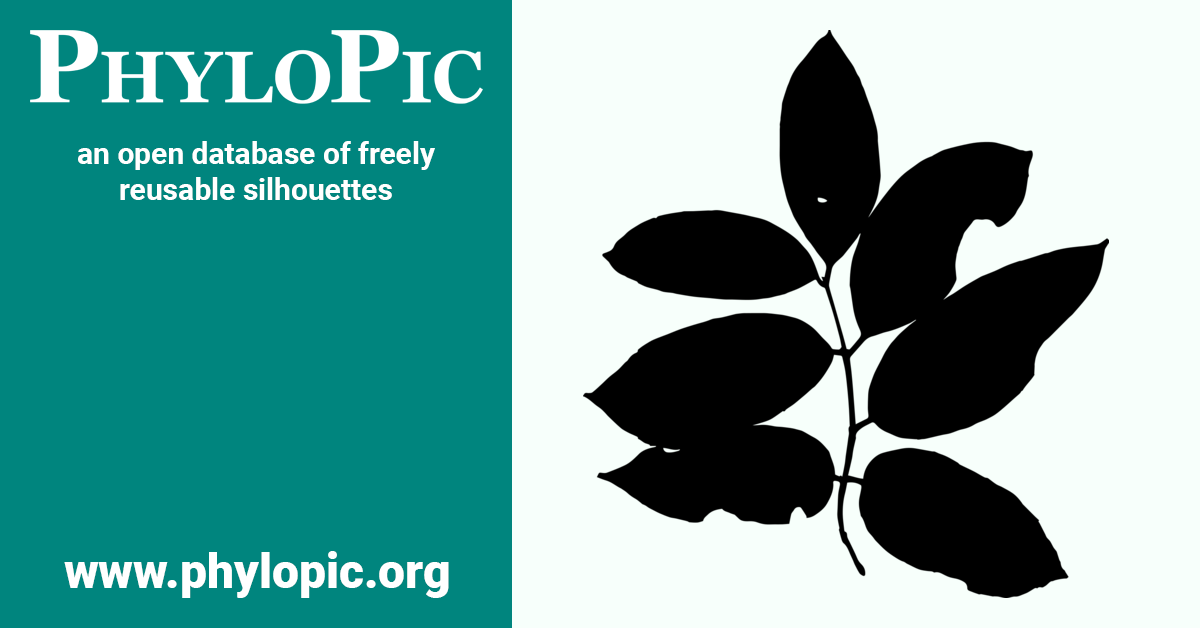 Austrobaileya scandens by T. Michael Keesey and Tanetahi (CC BY 3.0 ...