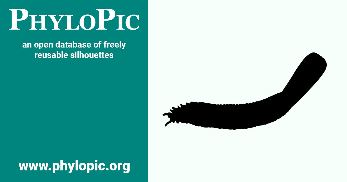 Priapulus caudatus by Joel Vikberg Wernström, photo by Bastian Fromm ...