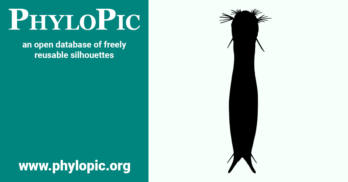 Lepidodermella squamata (CC0 1.0) - PhyloPic